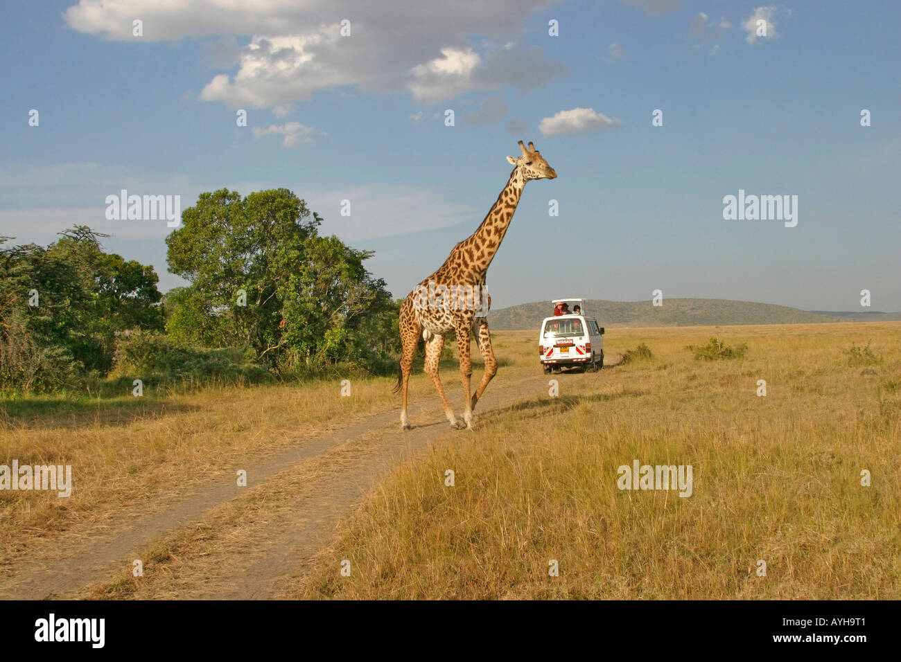 Visitors in safari van watch giraffe in African game park Stock Photo ...