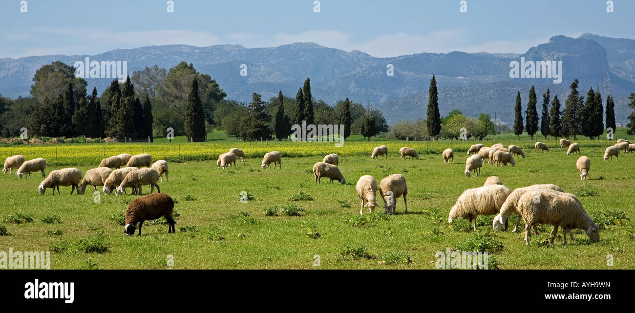 Sencelles majorca hi-res stock photography and images - Alamy