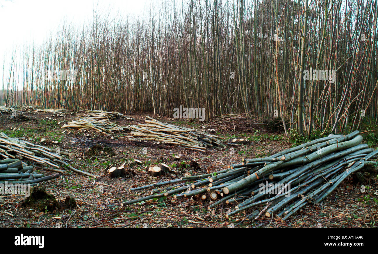 Forest coppicing hi-res stock photography and images - Alamy