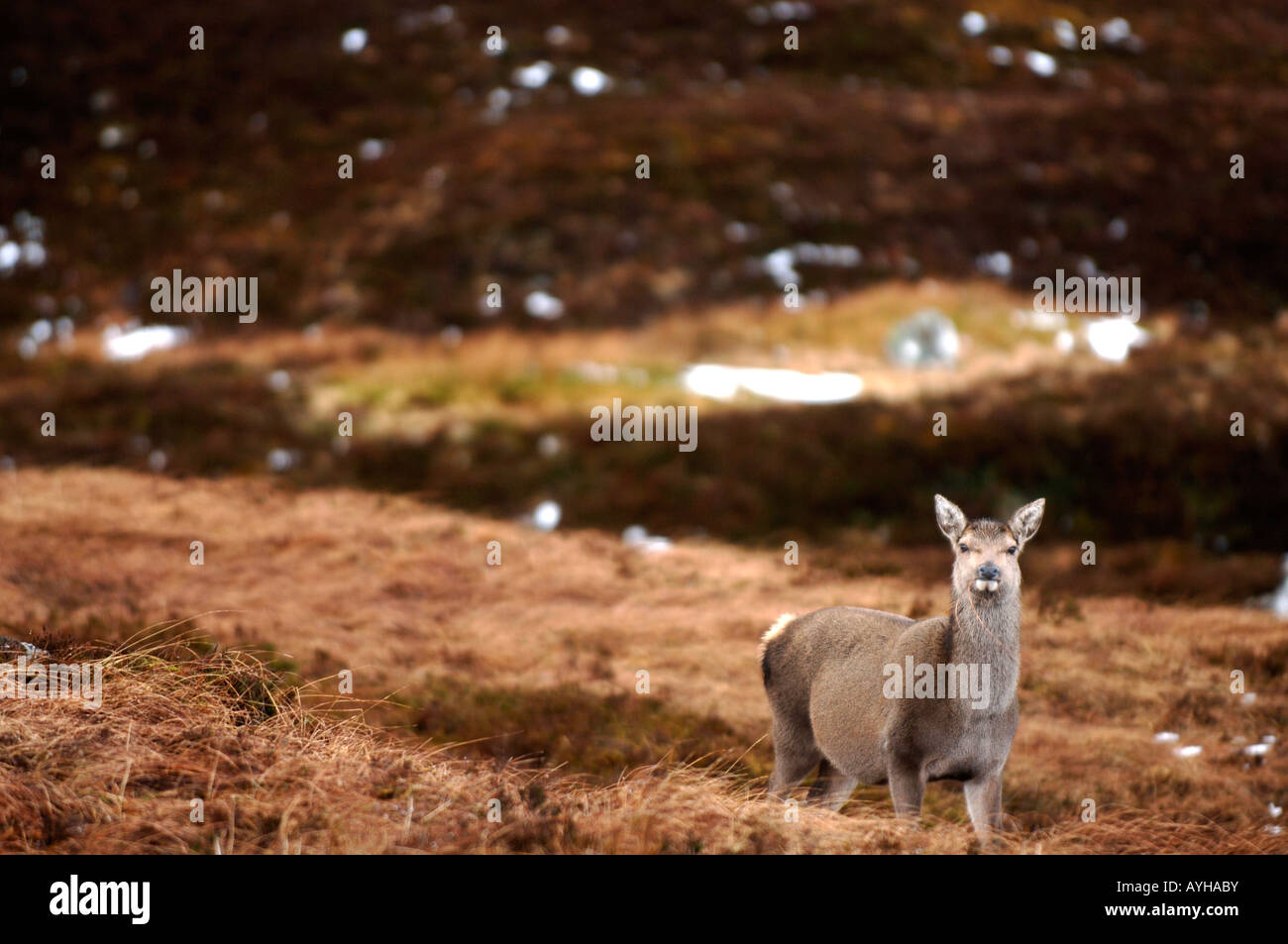 Red Deer on the Ben Nevis mountain range in the Scottish Highlands ...
