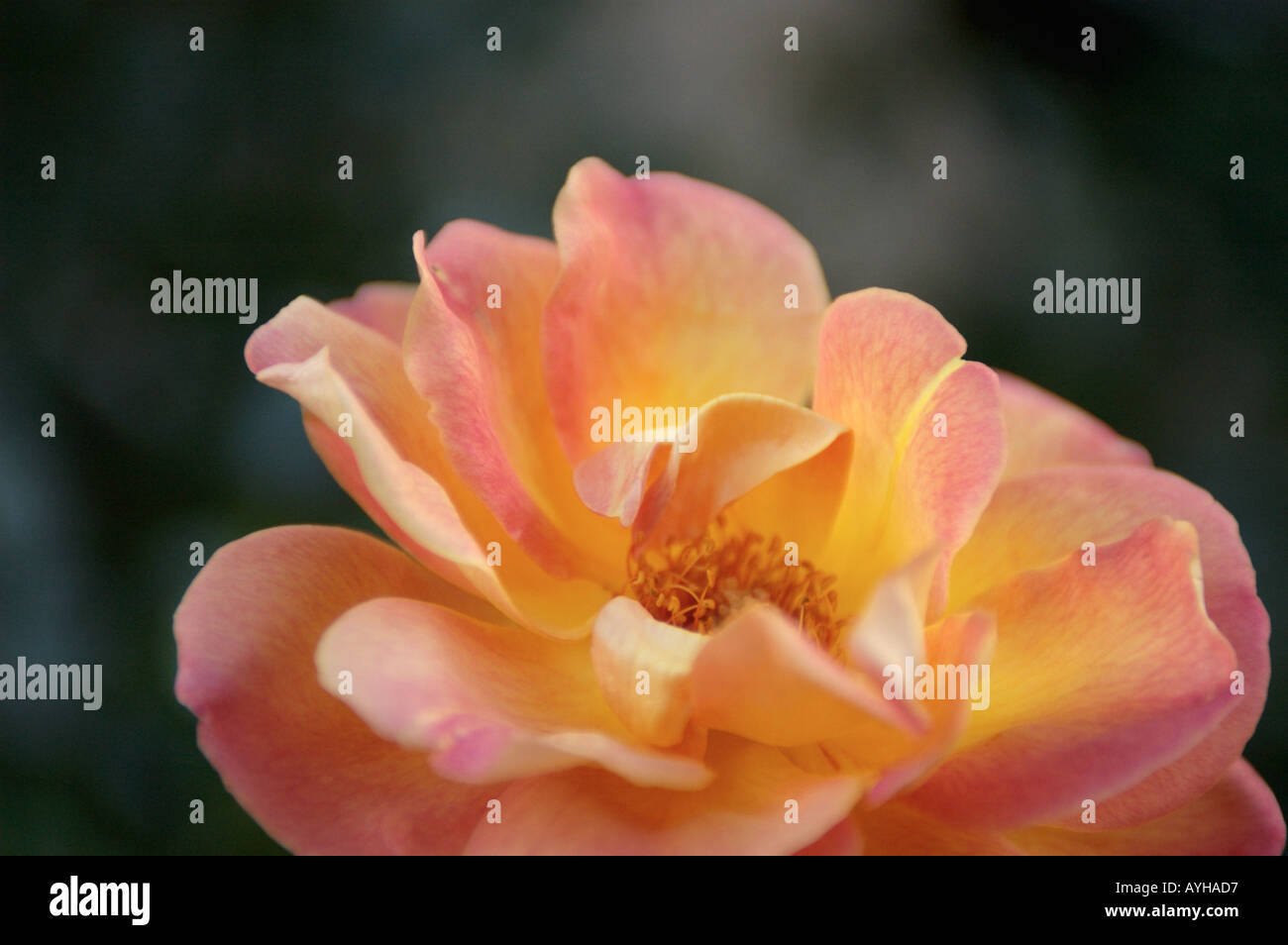 Spain Granada Rose Stock Photo - Alamy