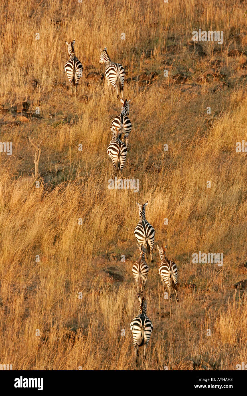 Zebra run in savanna hi-res stock photography and images - Alamy