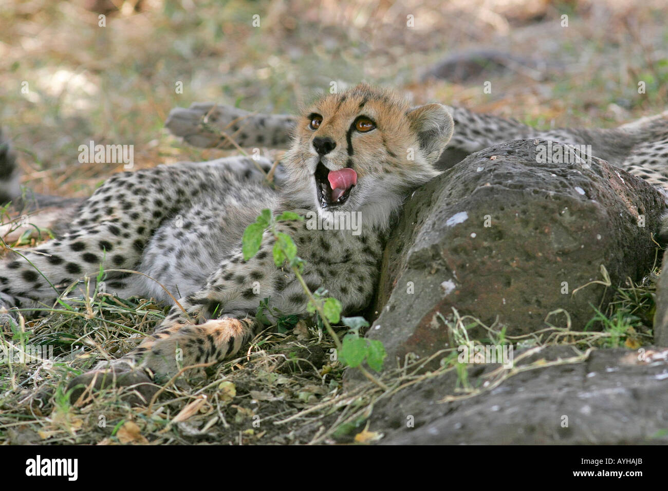 Cheetah yawning in masai mara hi-res stock photography and images - Alamy