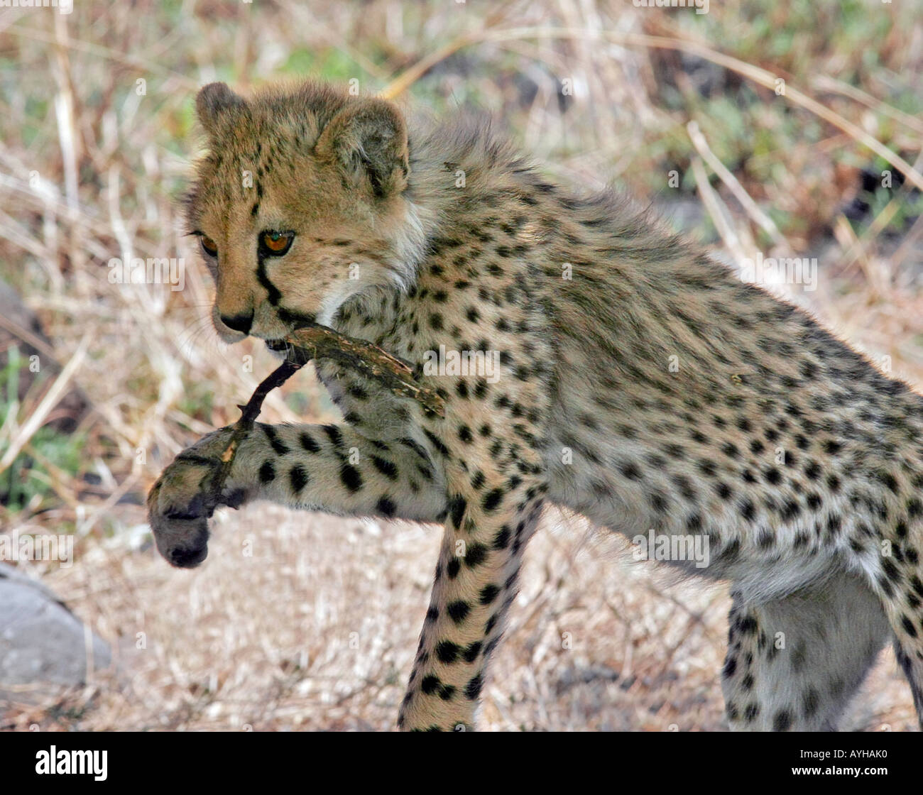 Cheetah cubs playing with stick in African game park Stock Photo - Alamy