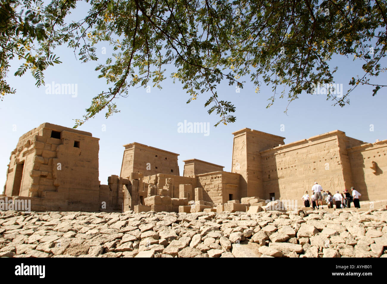 Acacia tree egypt temple hi-res stock photography and images - Alamy