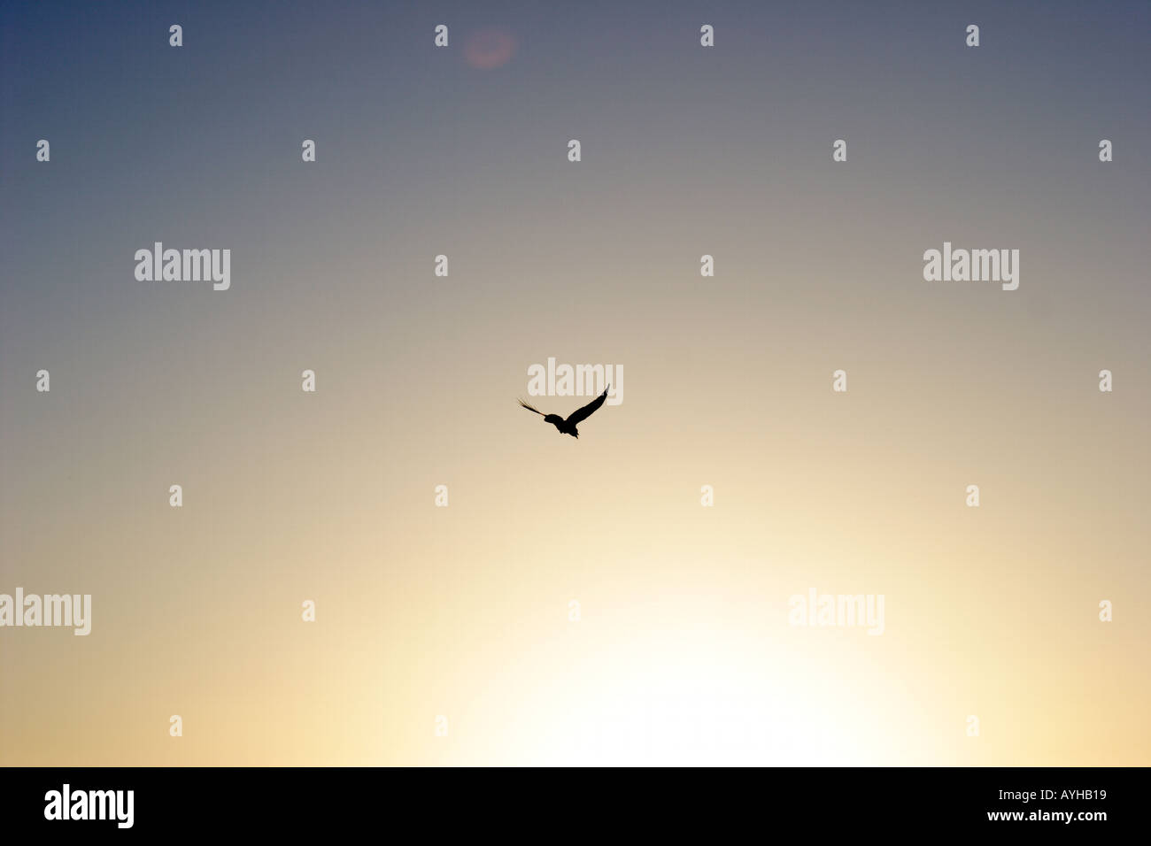 bird flying toward the sun in sunset light Stock Photo - Alamy