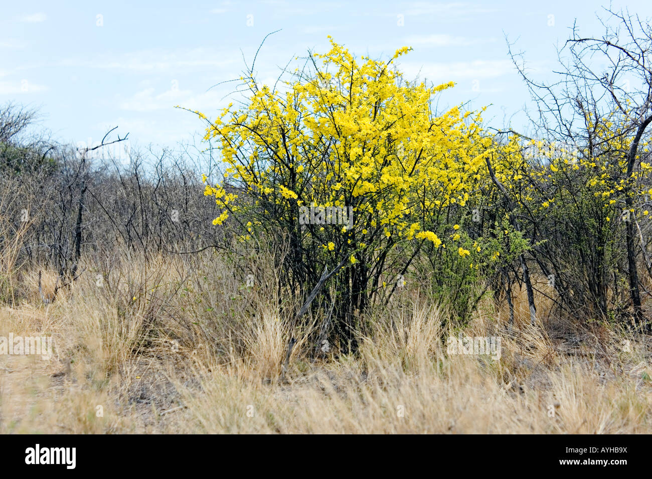 Rhigozum brevispinosum Western rhigozum shrub has large golden yellow ...