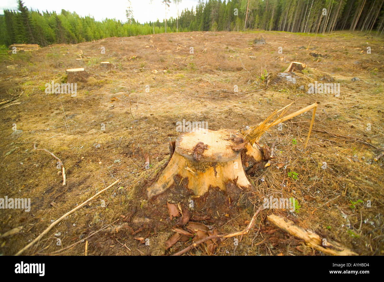 Logged Forest near Torsby in Varmland County Sweden Stock Photo - Alamy
