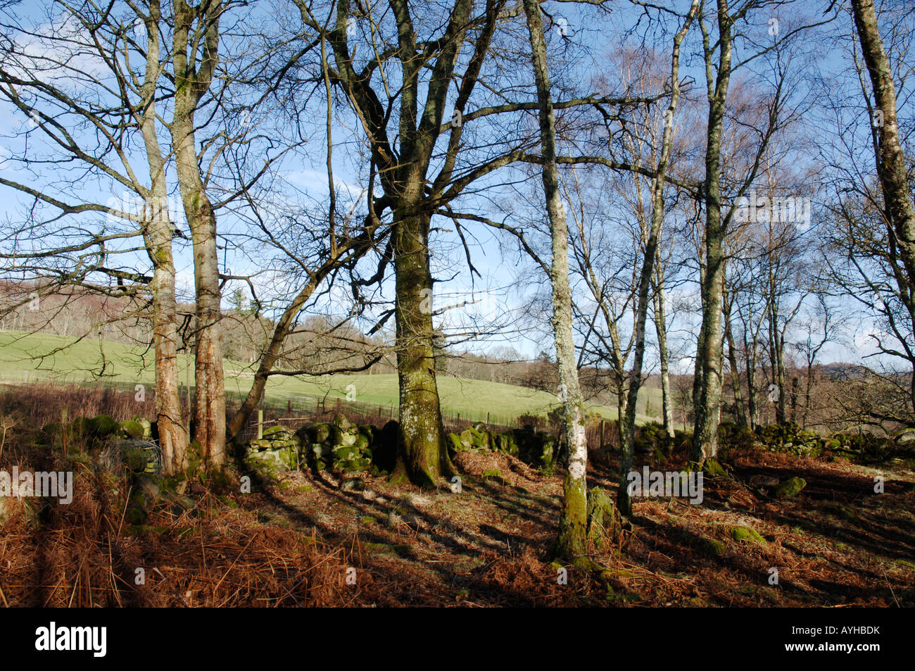 A forest in the surrounds of Crieff Perthshire Scotland Stock Photo - Alamy