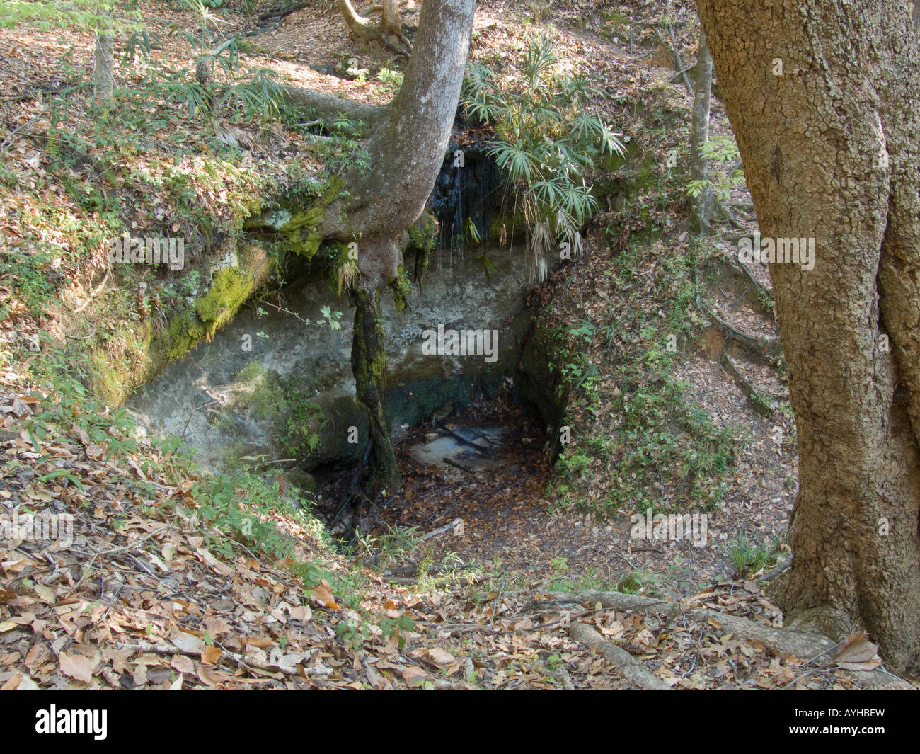 Torreya State Park Florida forest stream waterfall Stock Photo - Alamy