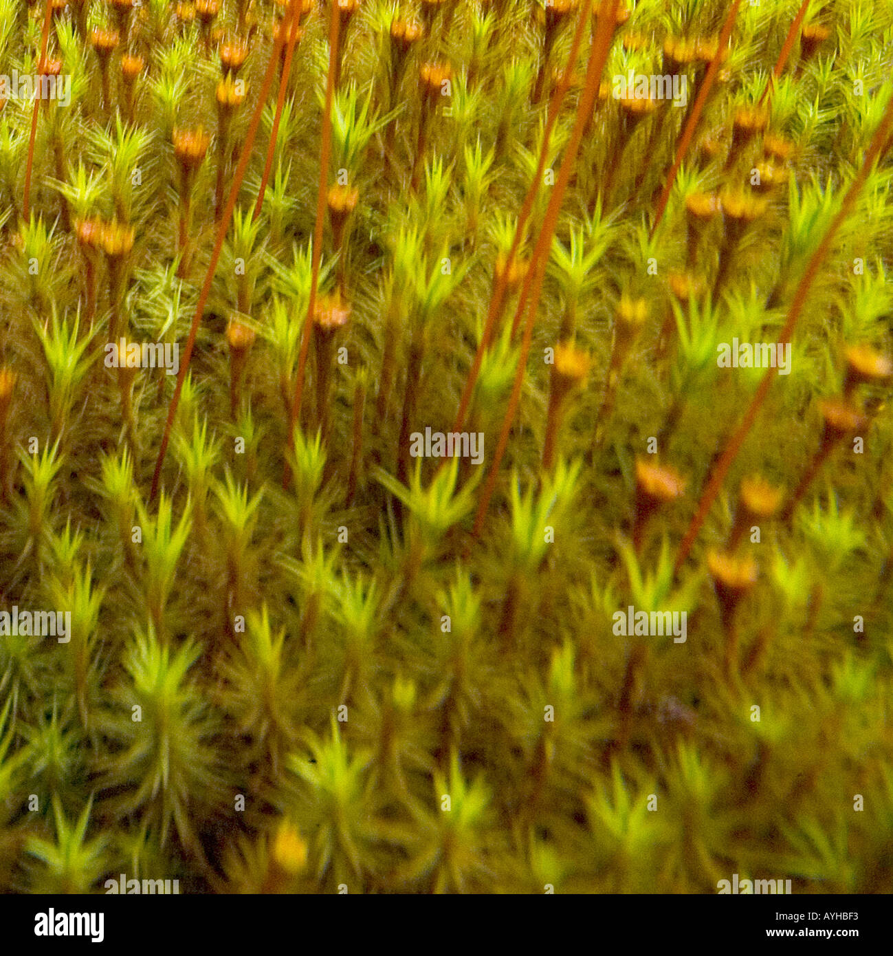 Bredsjon hi-res stock photography and images - Alamy