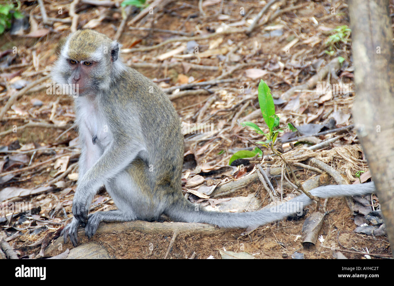 Wild Long Tailed Macaque monkey in rainforest setting in Sabah ...