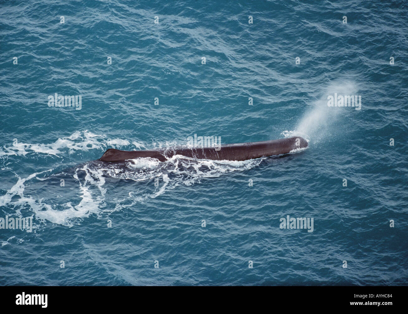 Sperm Whale (Physeter macrocephalus) blowing spout. Aerial Stock Photo ...