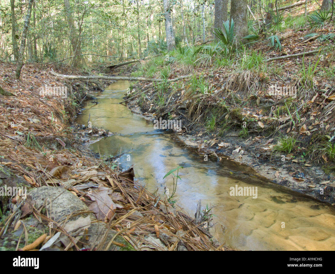 Torreya state park hi-res stock photography and images - Alamy