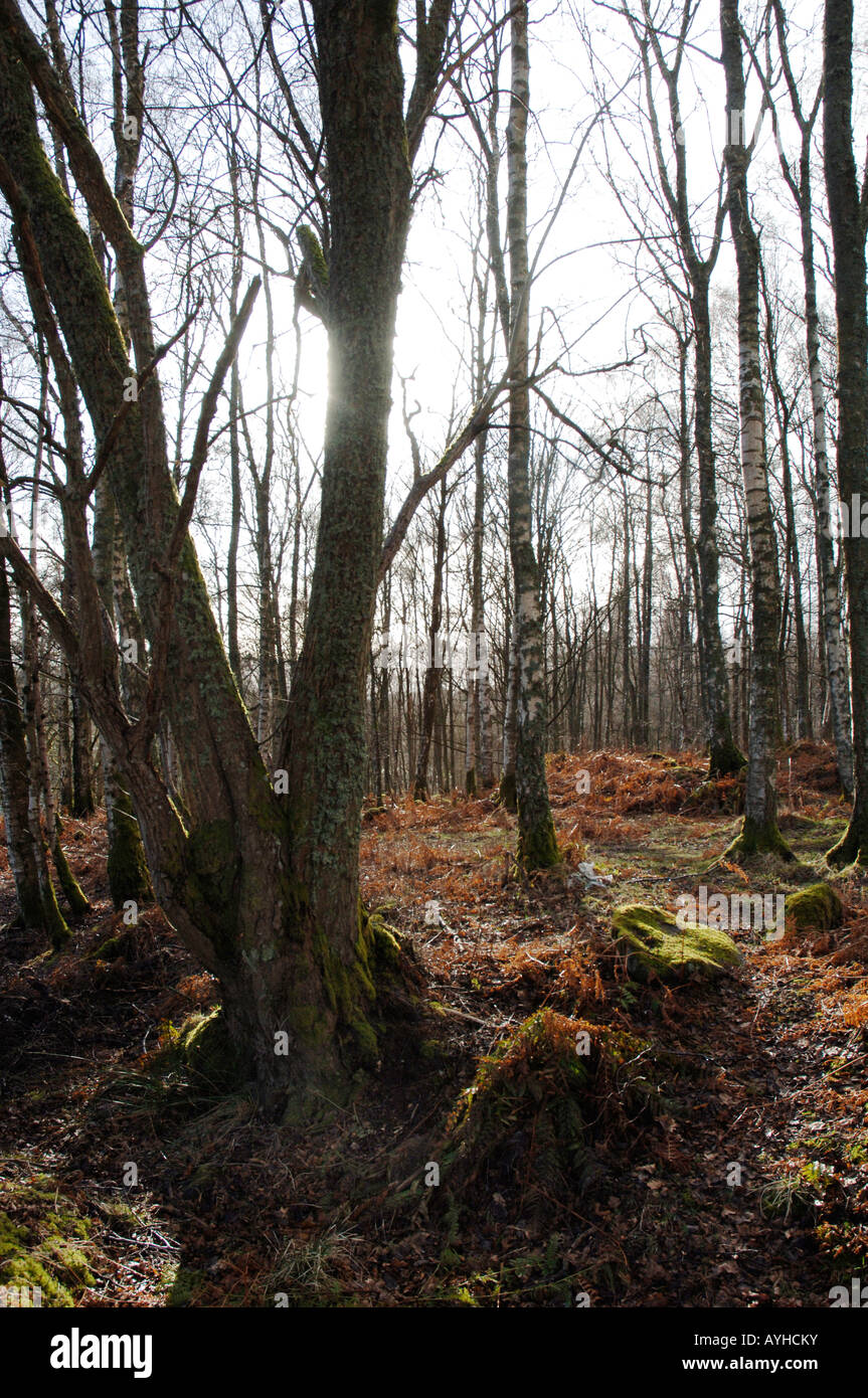 A forest in the surrounds of Crieff Perthshire Scotland Stock Photo - Alamy