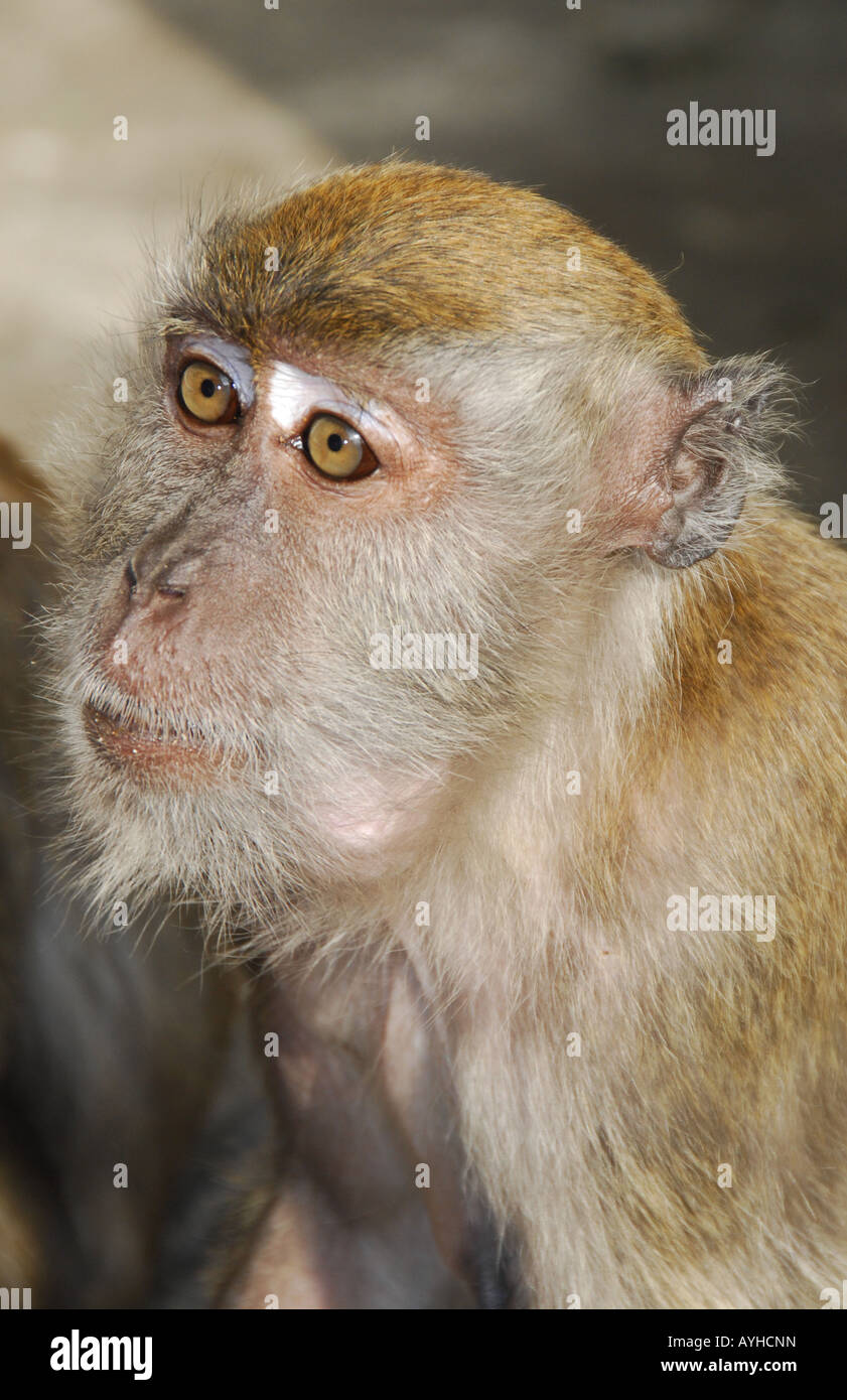 Close-up portrait of wide-eyed Long-tailed Macaque, Sabah, Malaysia ...