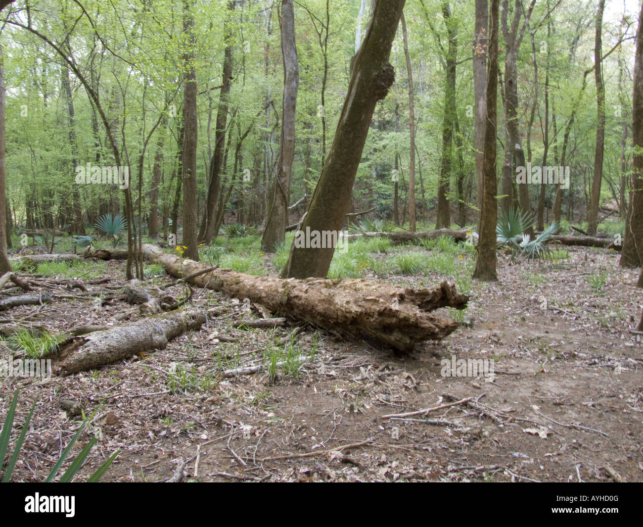 Torreya State Park Florida trees fallen in forest Stock Photo - Alamy