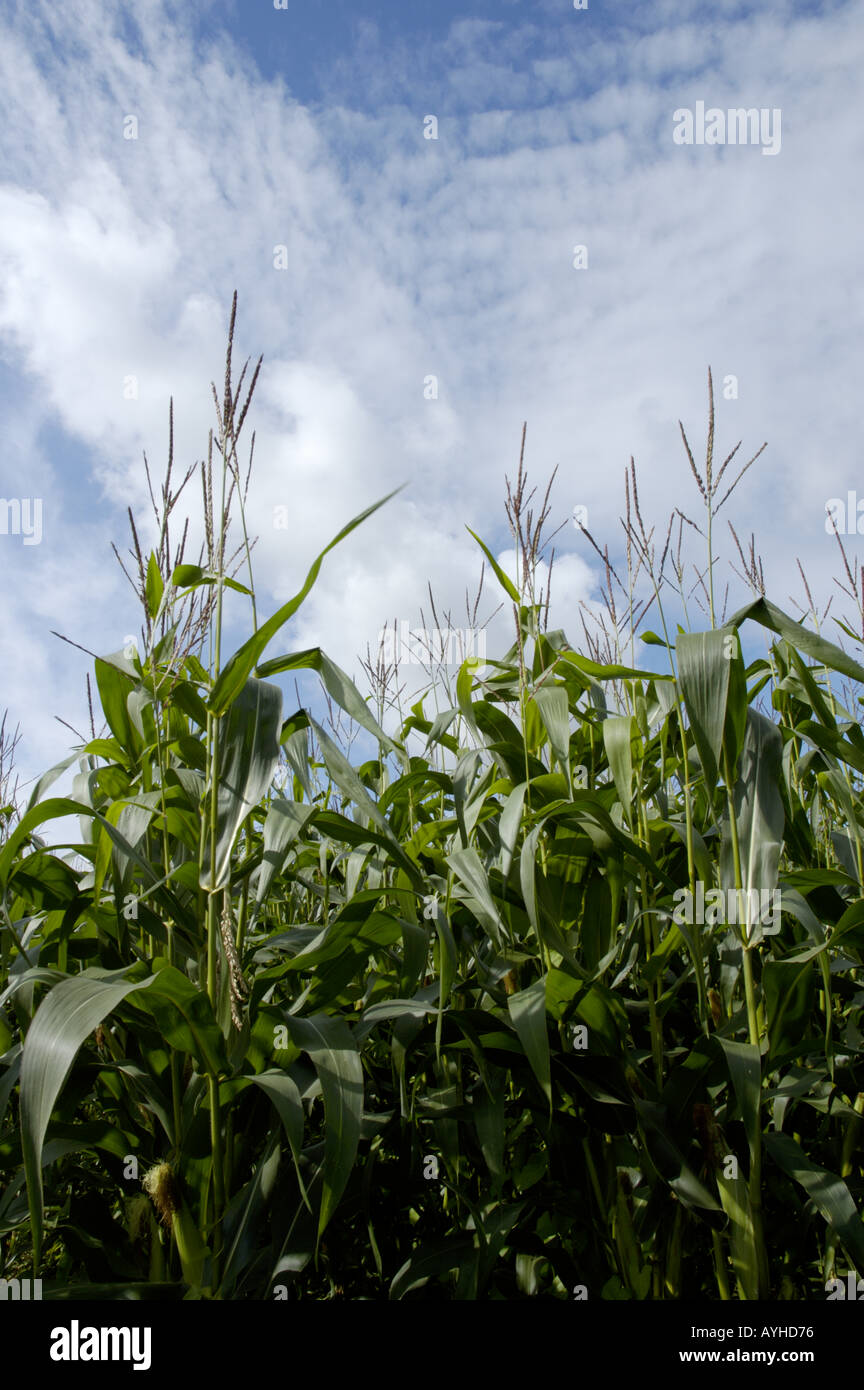 French corn field hi-res stock photography and images - Alamy