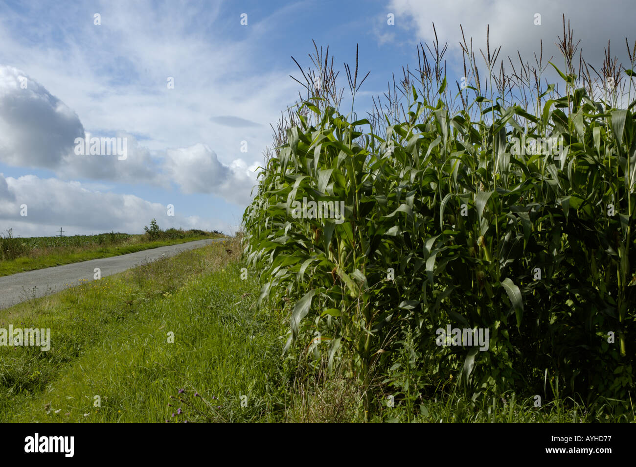 Corn field alongside the road Stock Photo - Alamy