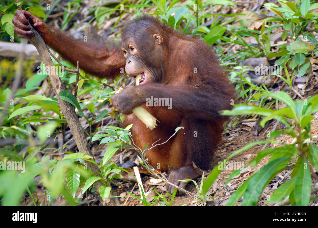Young Orang Utan (pongo pygmaeus) eating fruit on forest floor, Sabah ...