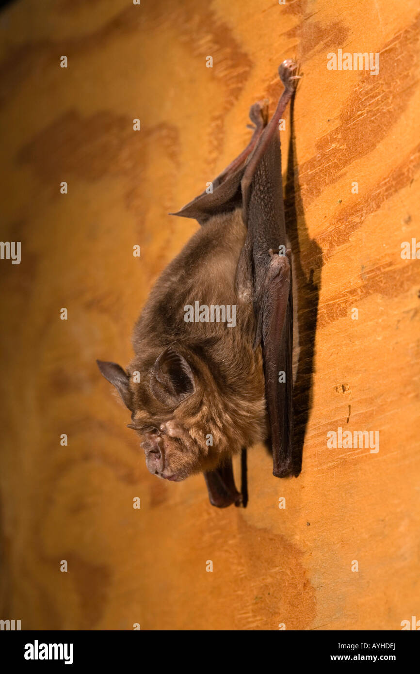 greater horseshoe bat Rhinolophus ferrumequinum Stock Photo - Alamy