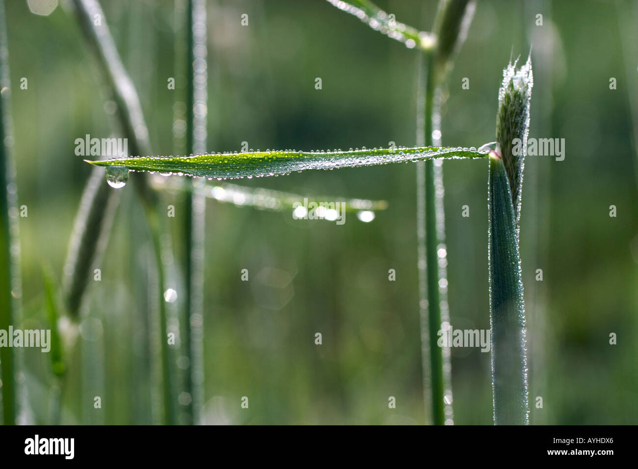 Early morning dew on grasses Stock Photo - Alamy