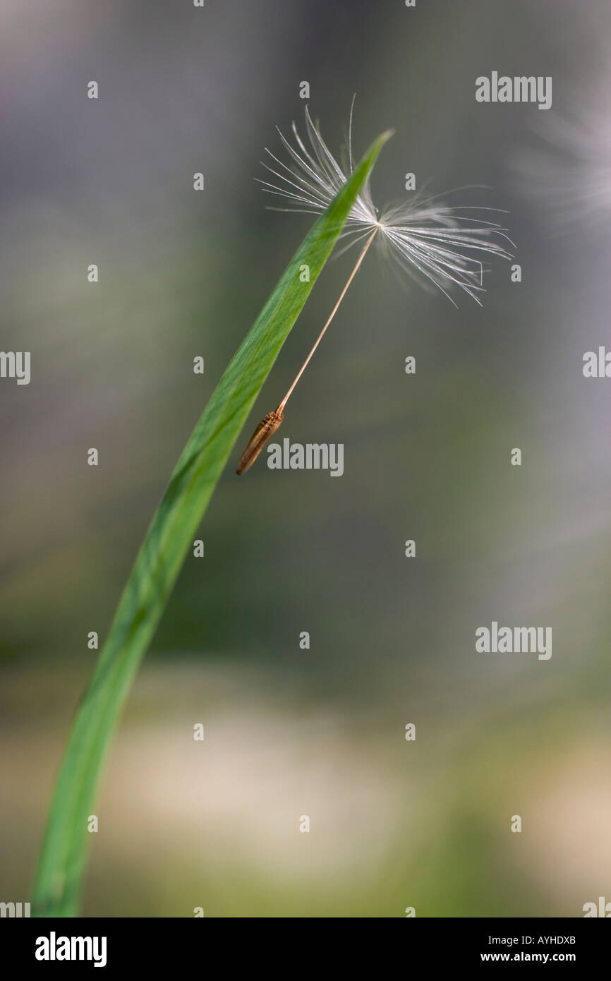 Goatsbeard seed head caught on blade of grass Stock Photo - Alamy