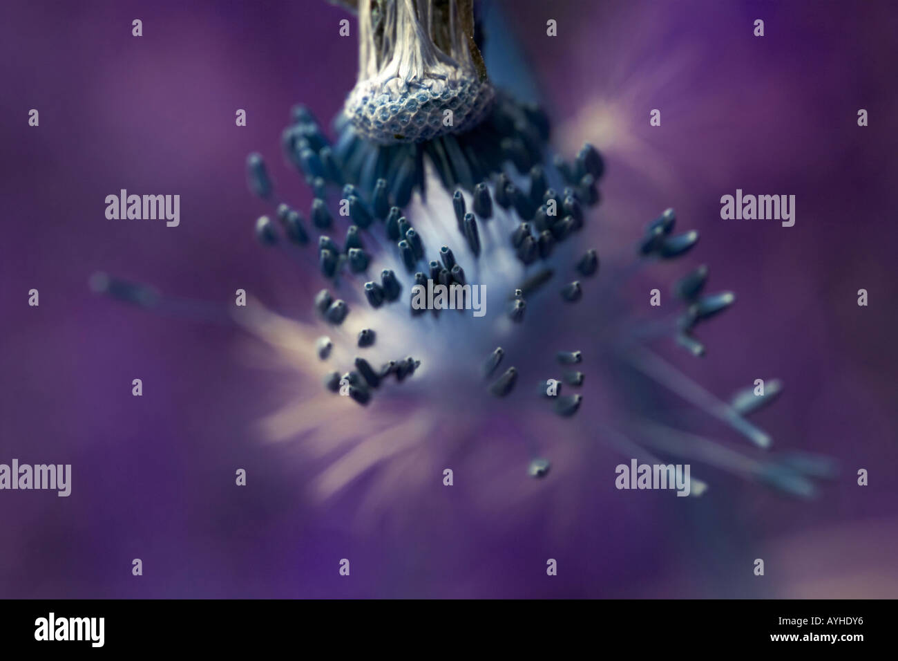 Seed dispersal explosion hi-res stock photography and images - Alamy