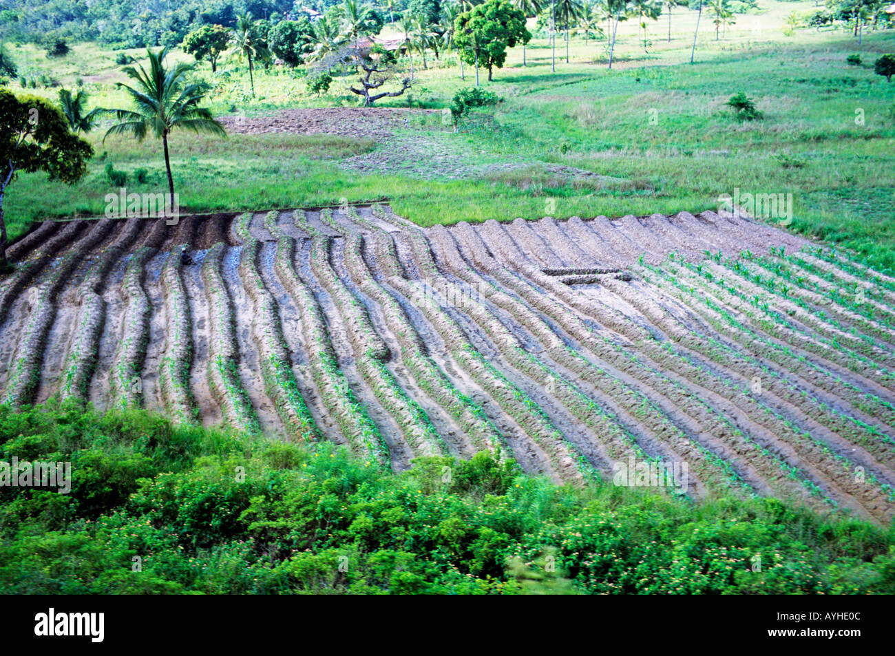 AFRICA KENYA Family plot of corn and beans planted with irrigation ...