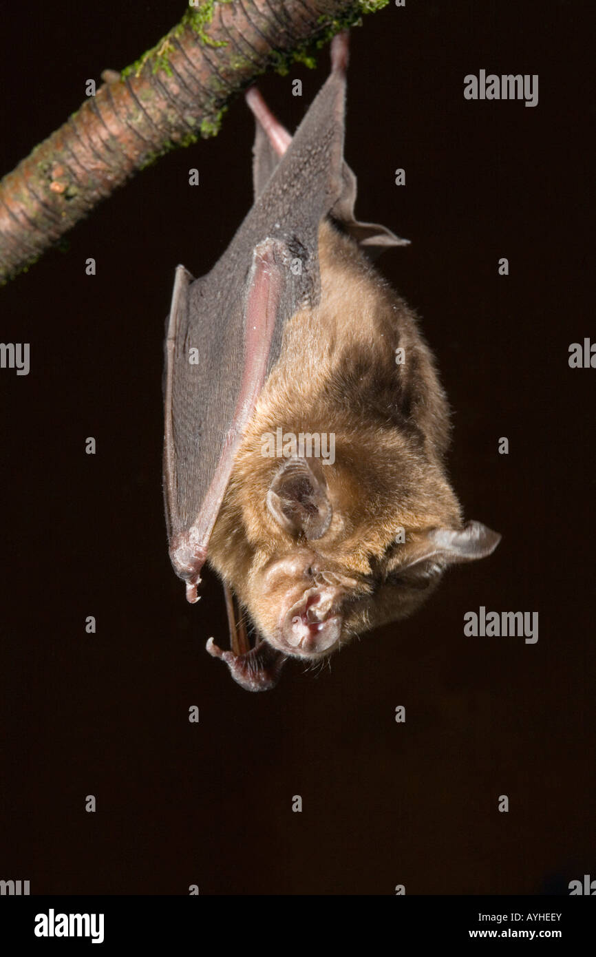 greater horseshoe bat; Rhinolophus ferrumequinum Stock Photo - Alamy