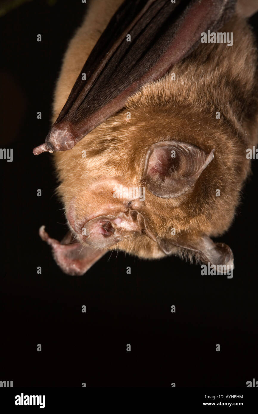greater horseshoe bat; Rhinolophus ferrumequinum Stock Photo - Alamy