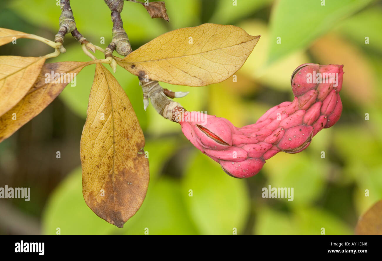 Magnolia seed pod hi-res stock photography and images - Alamy