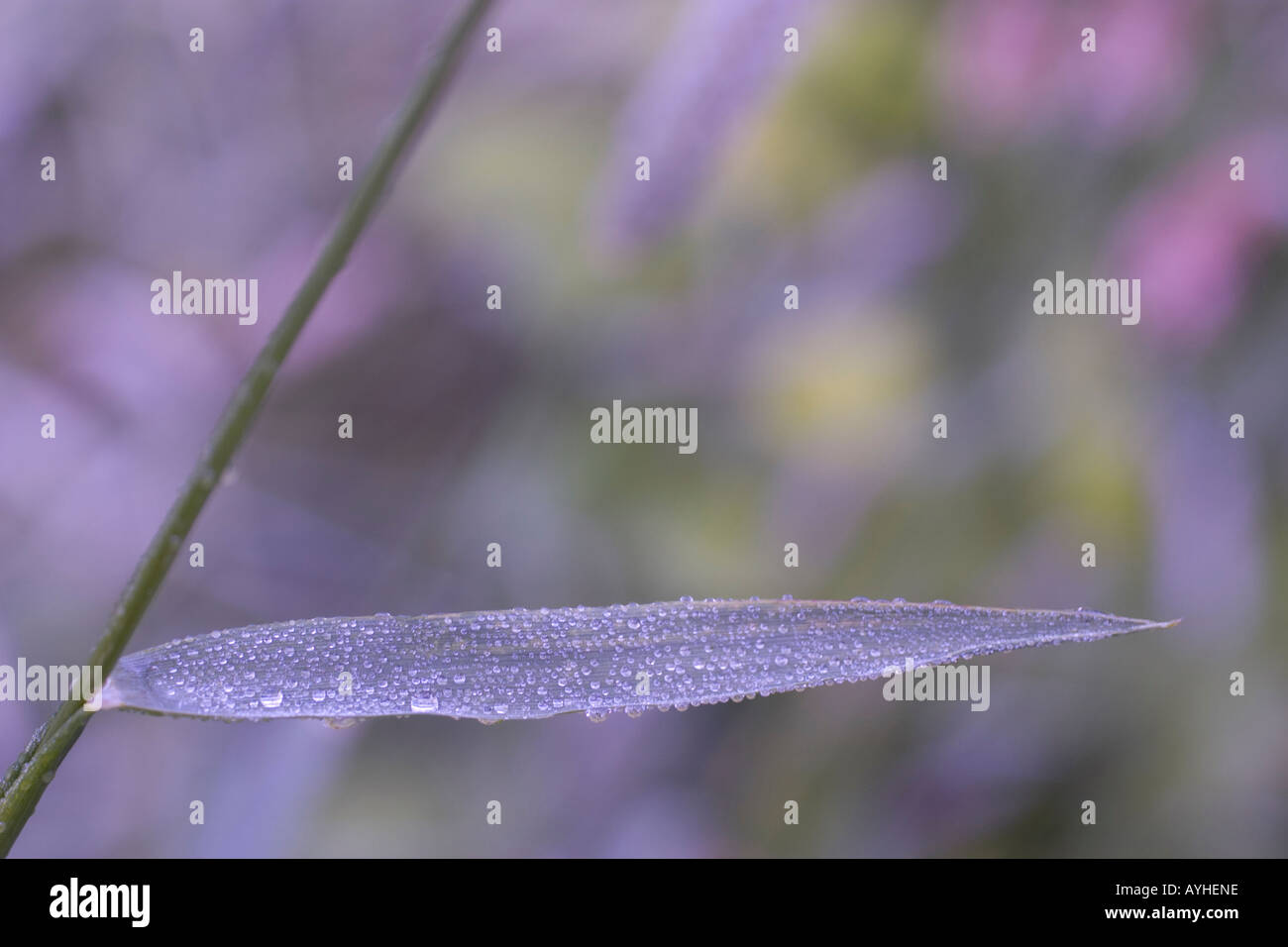 Early morning dew on single grass leaf in cool colour Stock Photo - Alamy