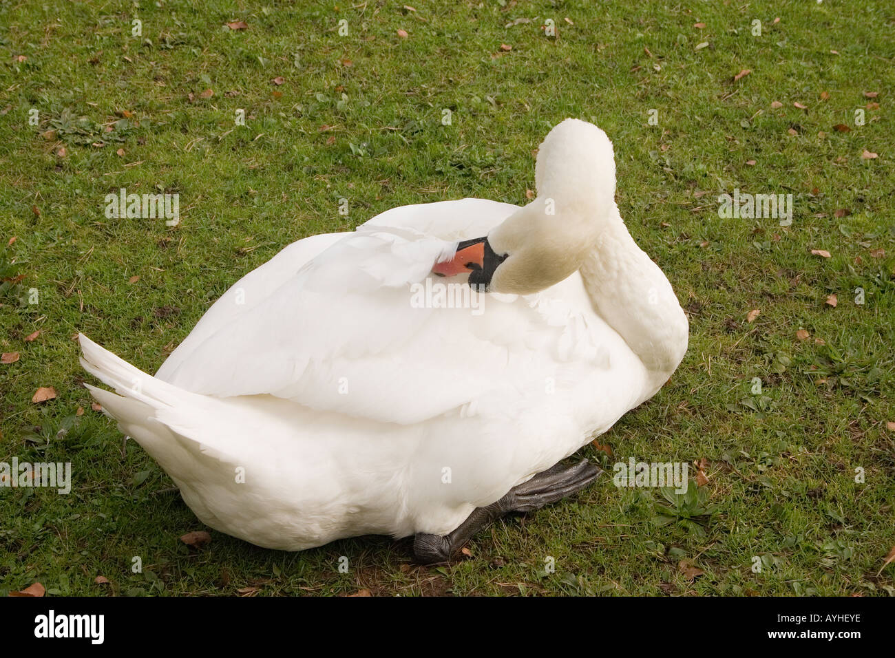 Swan's neck in contortions as it preens its feathers Stock Photo - Alamy