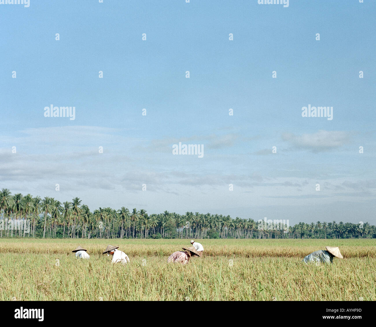 A group of filipino farmers working during the rice harvest in the dry ...
