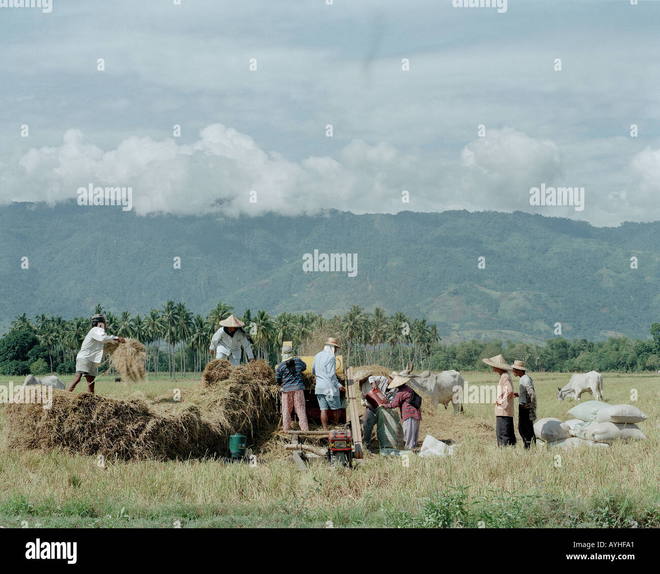 Farming filipino paddy field hi-res stock photography and images - Alamy