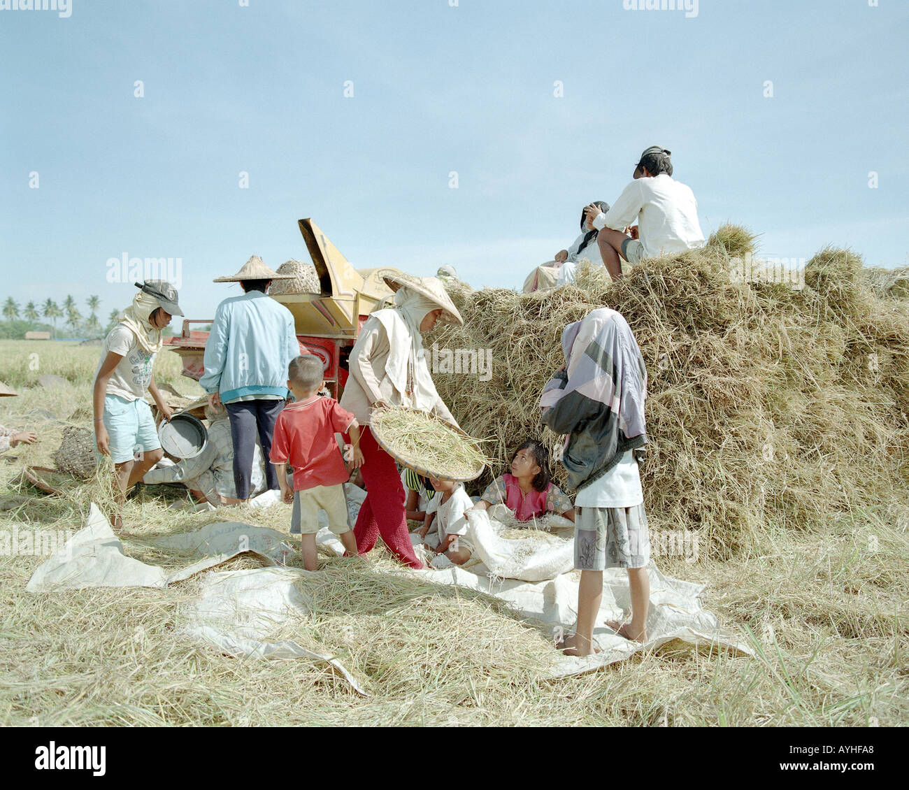 A group of filipino farmers working during the rice harvest in the dry ...
