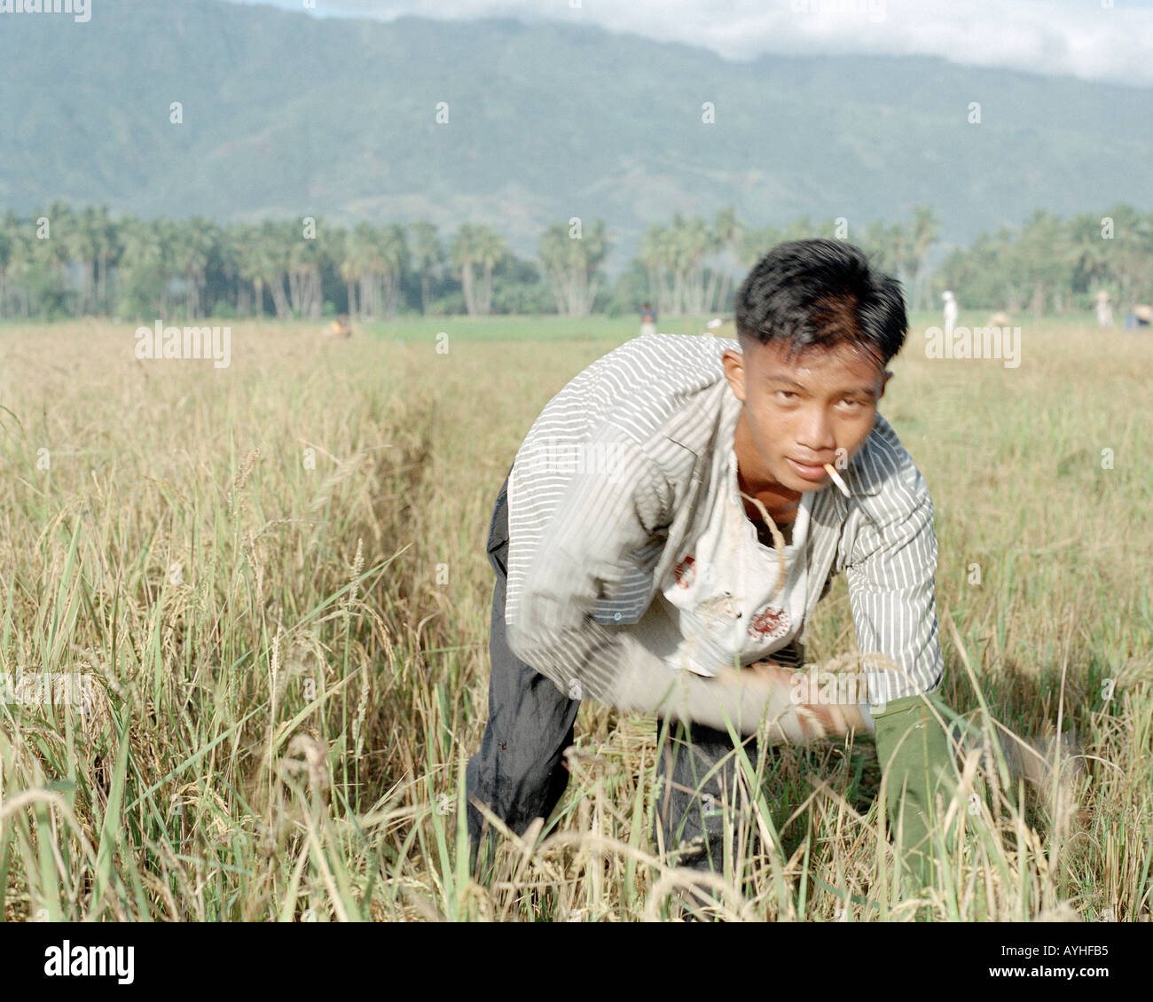 Rice Paddy Farmer
