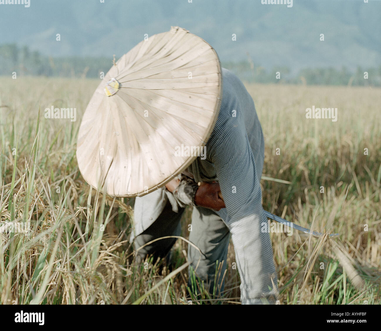 Filipino farmer working in rice hi-res stock photography and images - Alamy