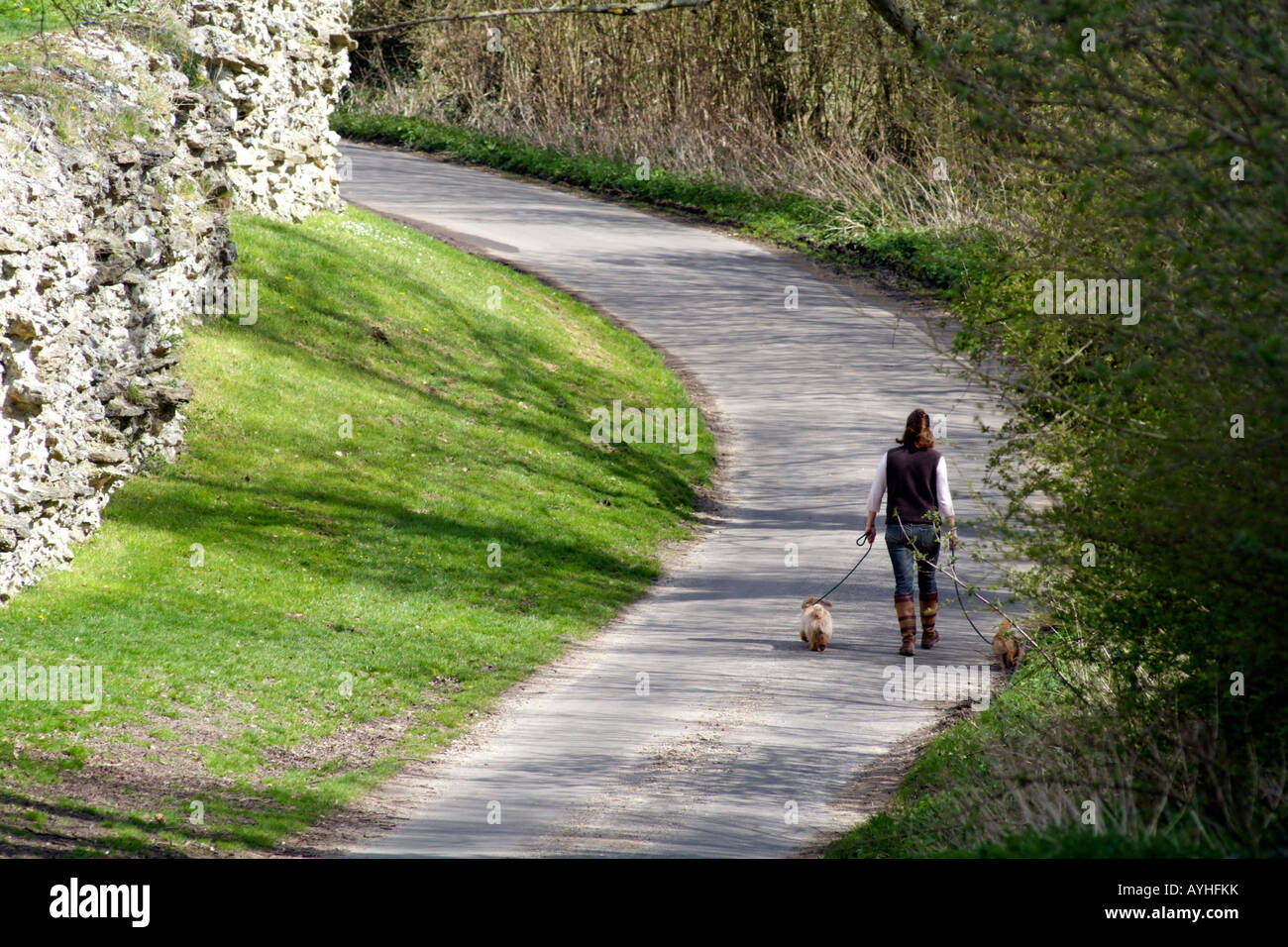 English Countryside Walking Dogs Spring High Resolution Stock ...
