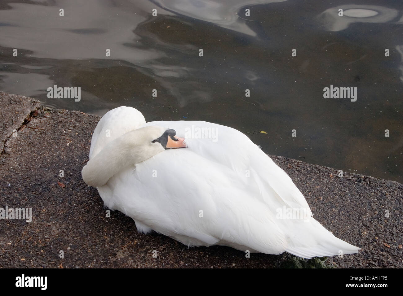 Sleeping swan Roath park lakeside Cardiff UK Stock Photo - Alamy