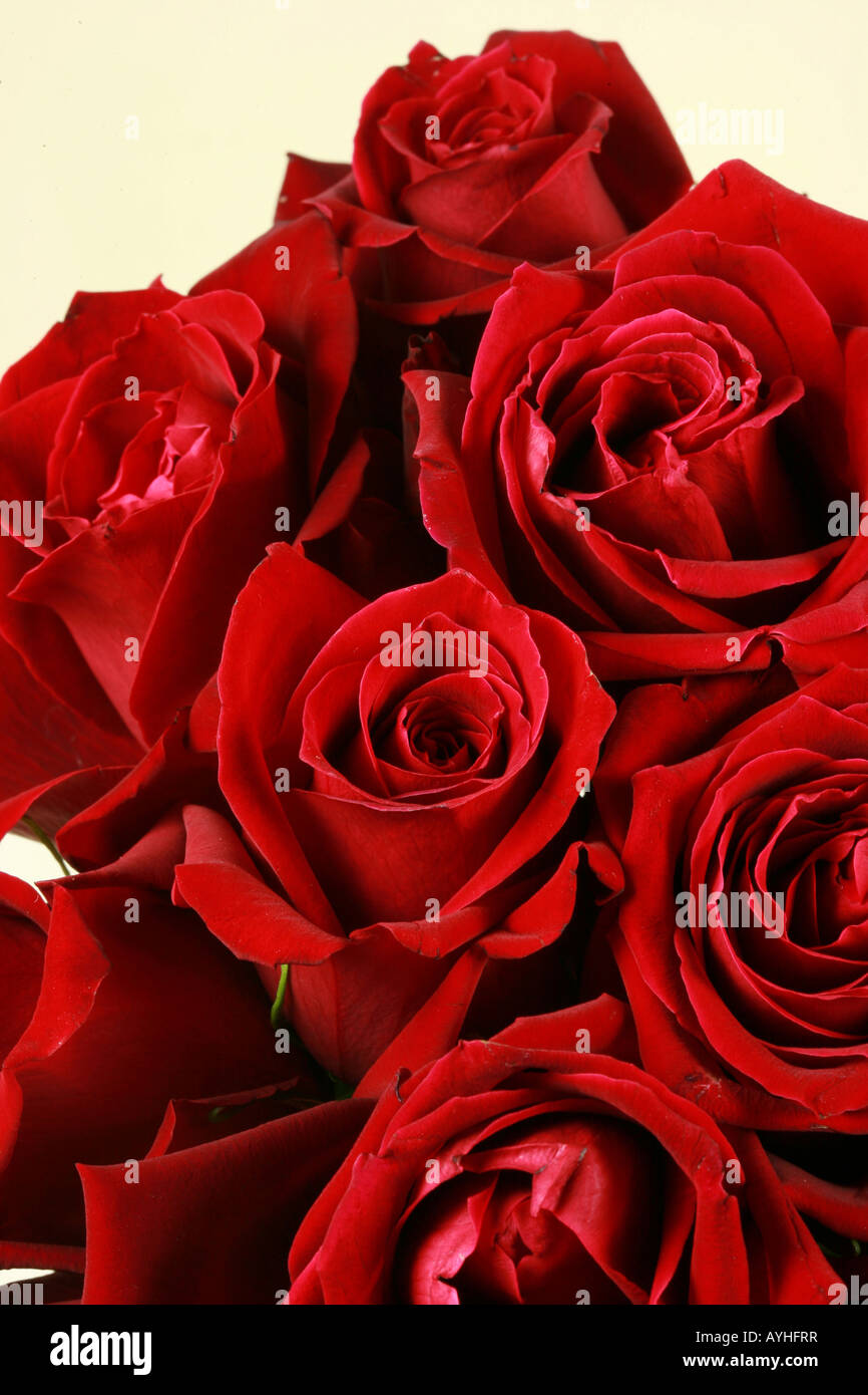 Bouquet of a dozen beautiful deep red roses tightly bunched together ...