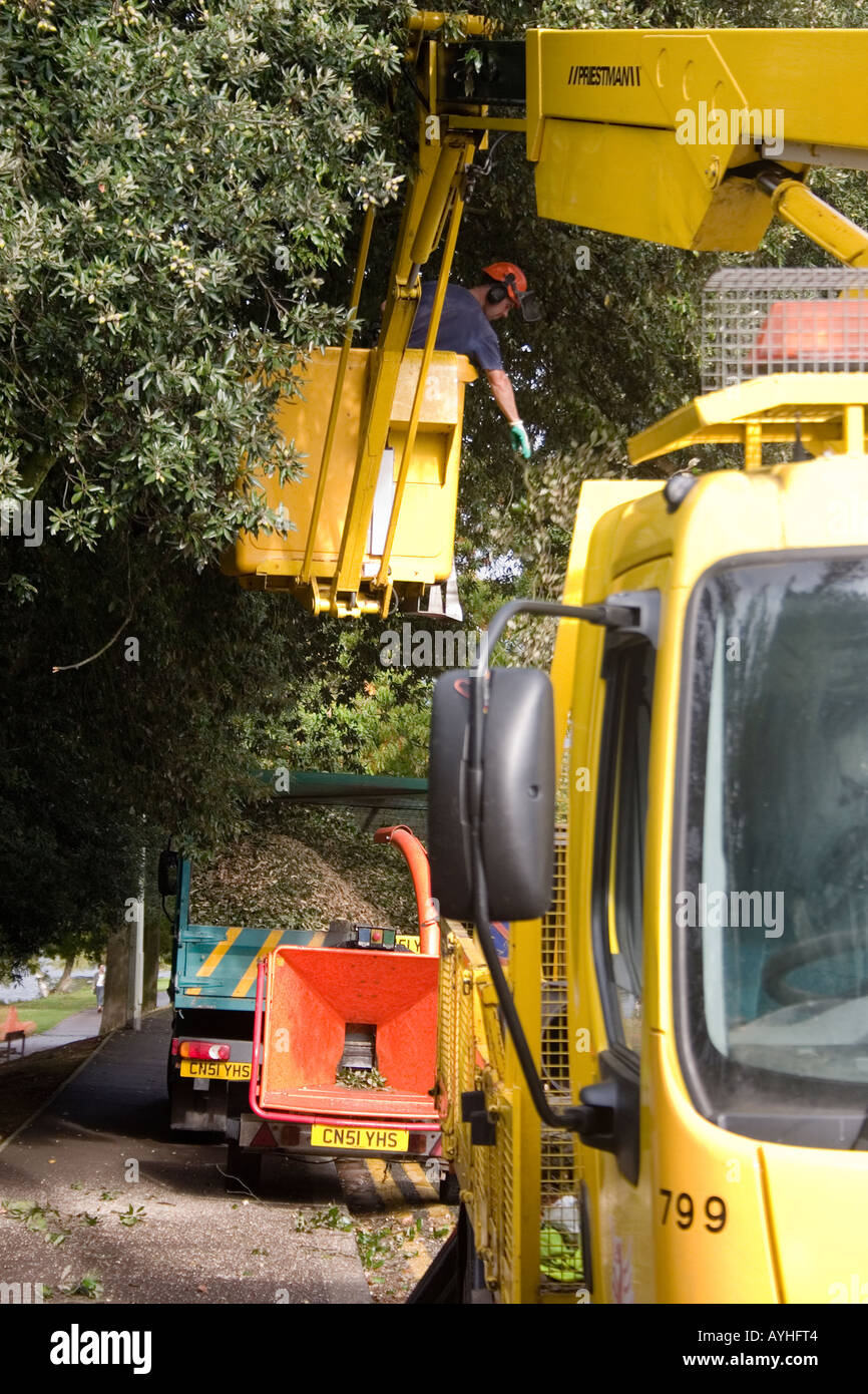 Council workmen lopping trees overhanging the road Roath Park Cardiff ...