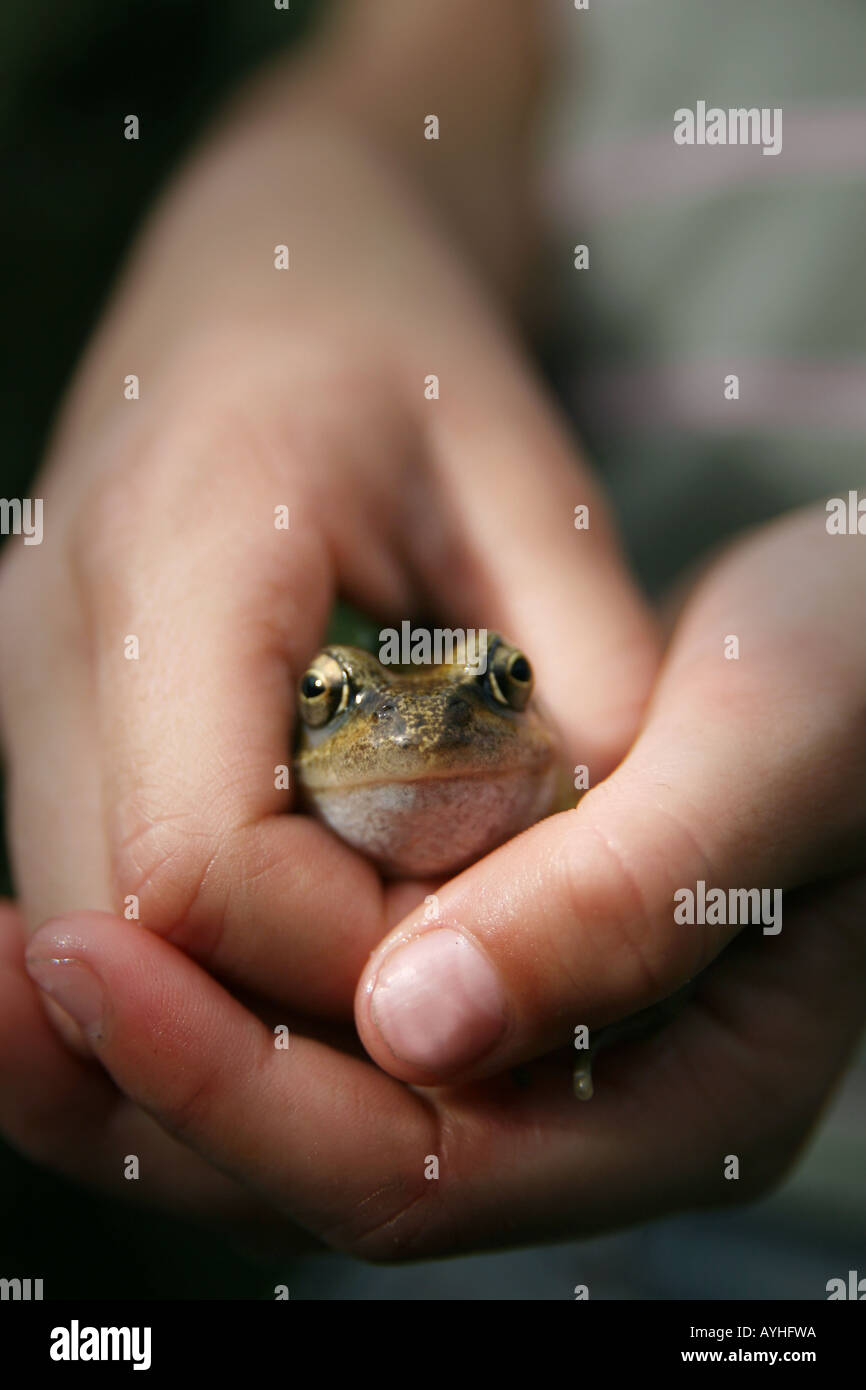 a child holding a frog Stock Photo - Alamy