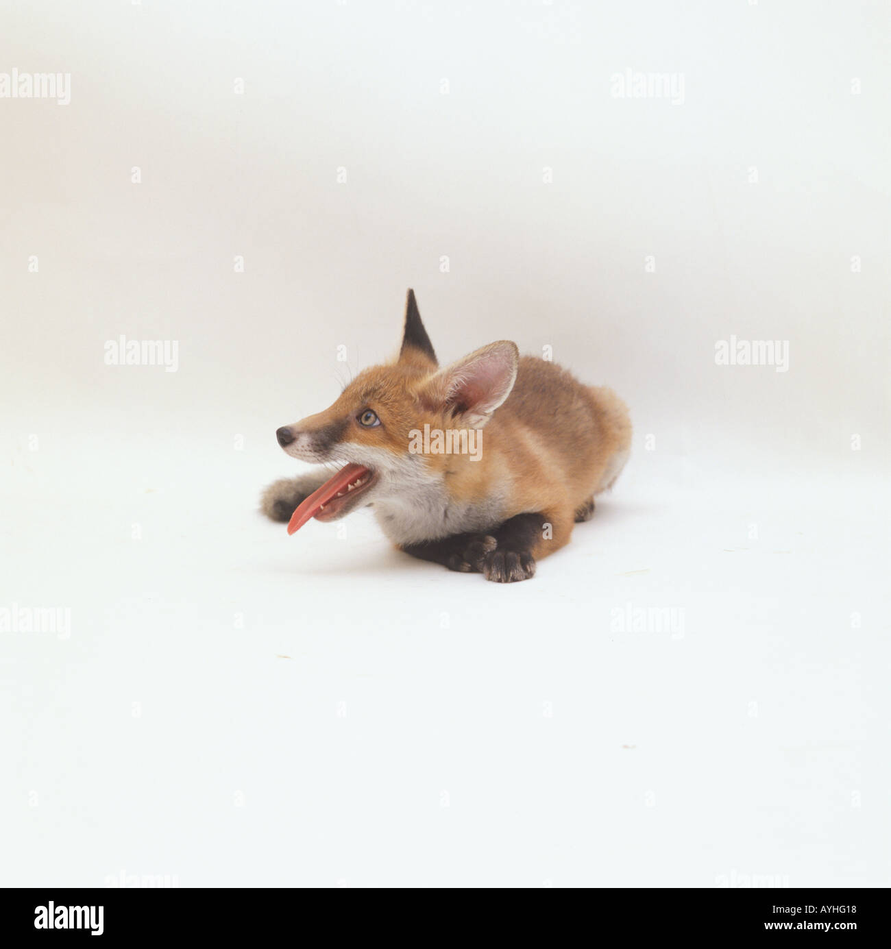Red fox laying on ground with paws tucked under his body and its tongue ...