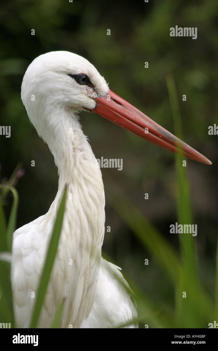 Storch natur vogel hi-res stock photography and images - Alamy