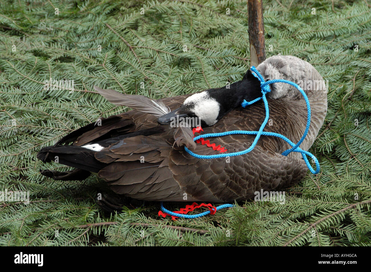 Dead canada geese hi-res stock photography and images - Alamy