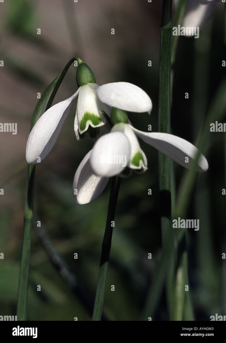 Sam arnott hi-res stock photography and images - Alamy