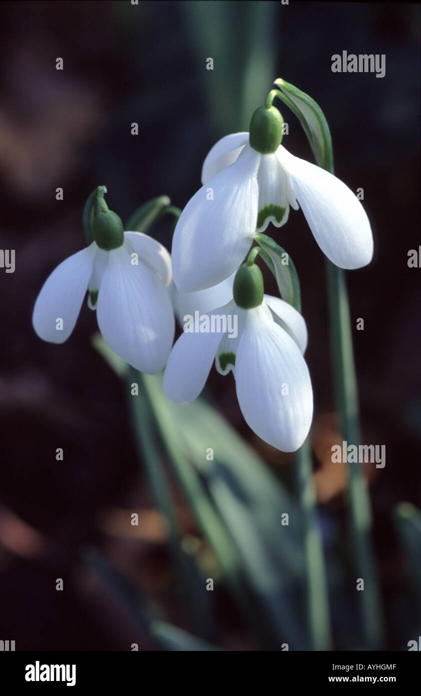 Snowdrop Galanthus Sam Arnott Stock Photo - Alamy
