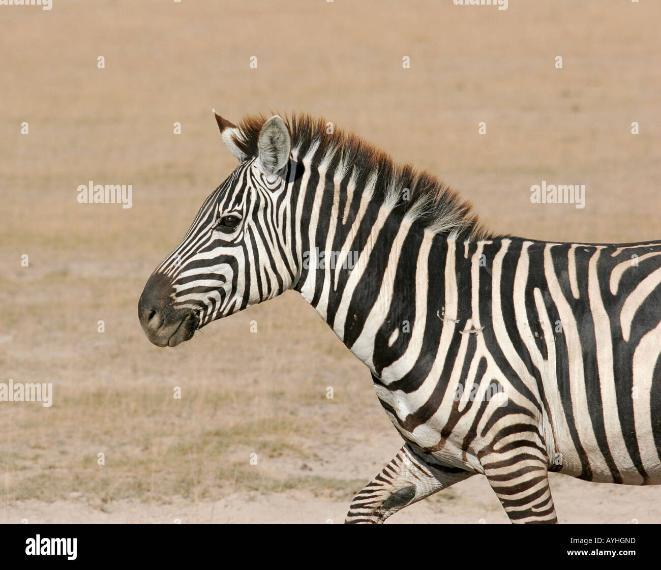 Zebra in African game park Stock Photo - Alamy